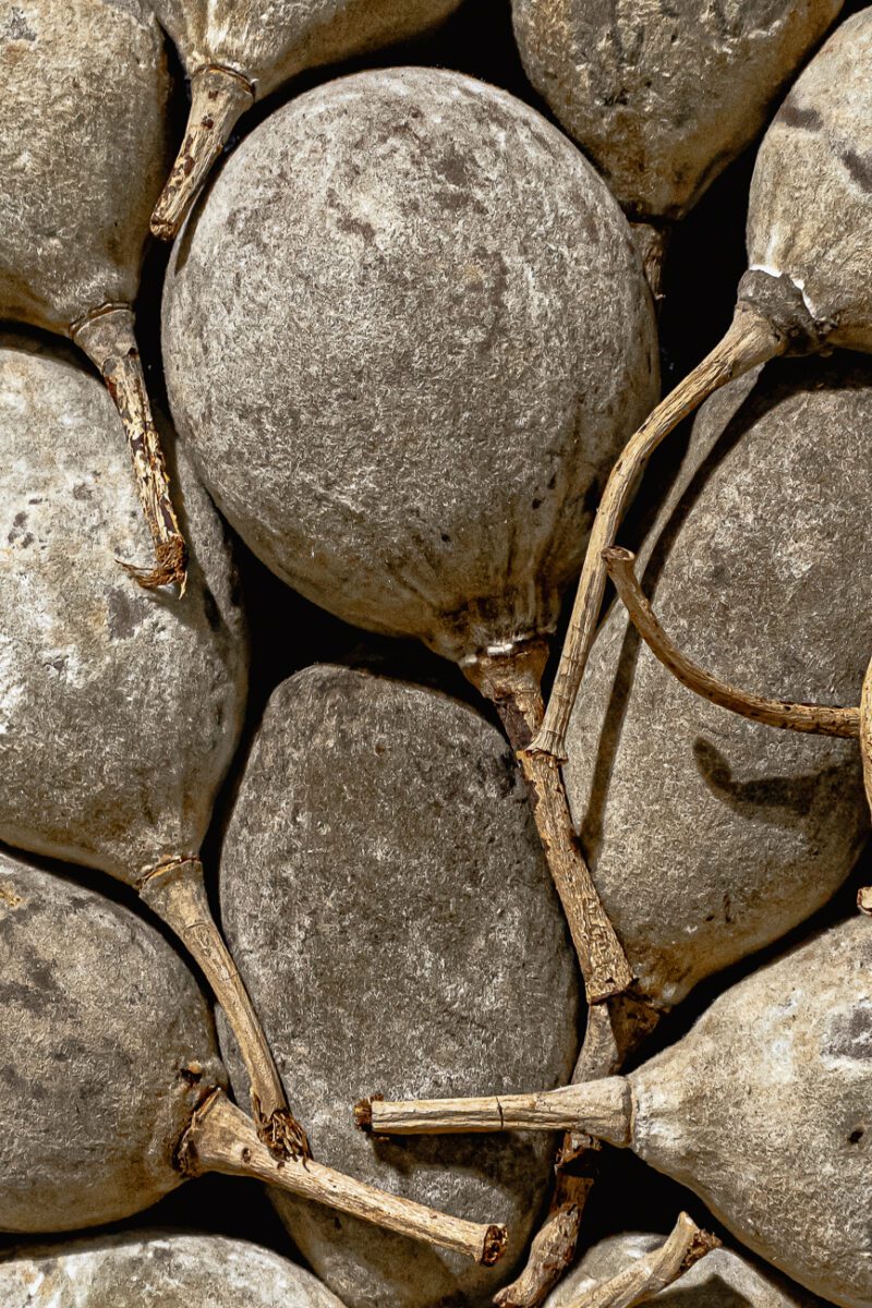 7 Powerful Baobab Fruit Powder Benefits & Why You Should Add It to Your ...